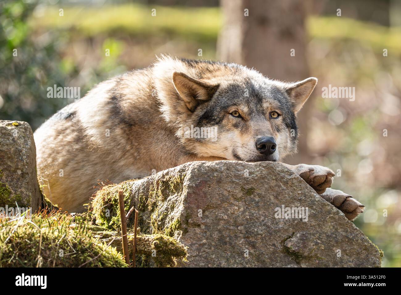 20 March 2025, Baden-Württemberg, Bad Rippoldsau-Schapbach: A wolf can ...