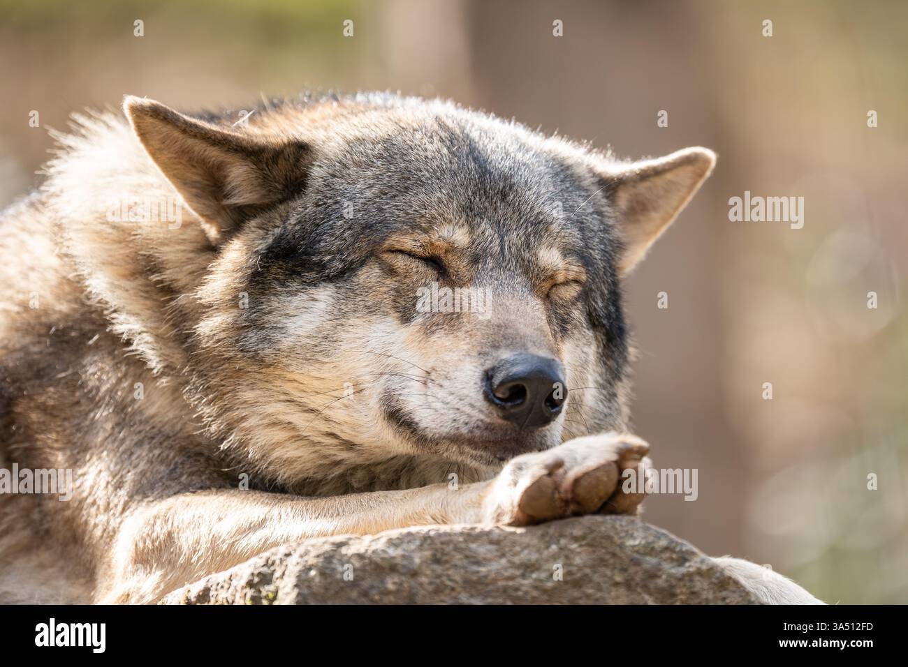 20 March 2025, Baden-Württemberg, Bad Rippoldsau-Schapbach: A wolf can ...