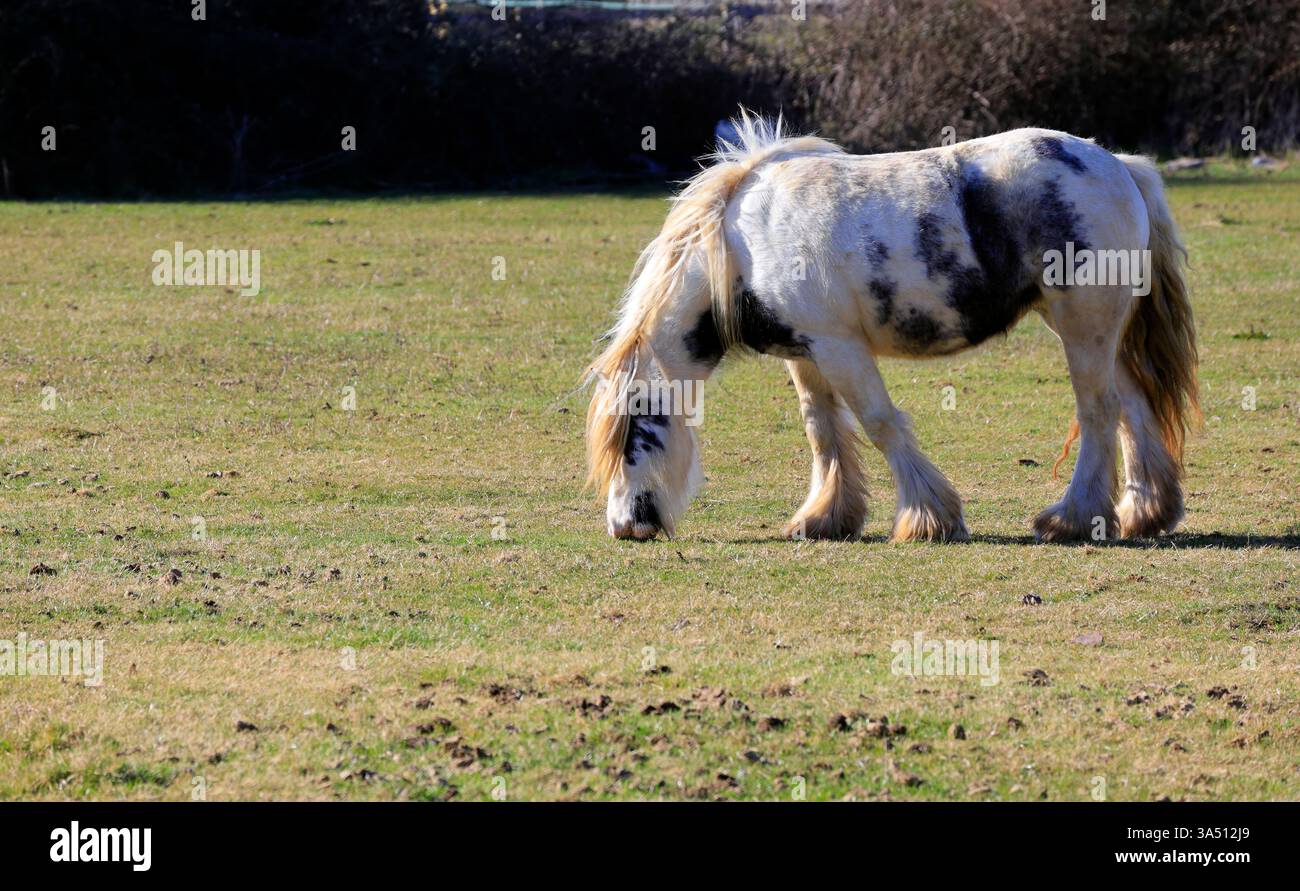 Piebald cob type pony grazing in a winter field. Taken March 2025 Stock ...