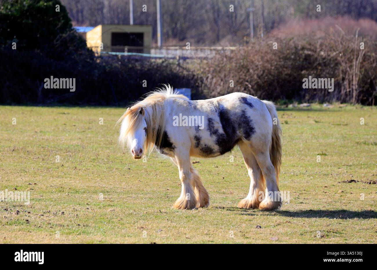Piebald marked horse hi-res stock photography and images - Alamy