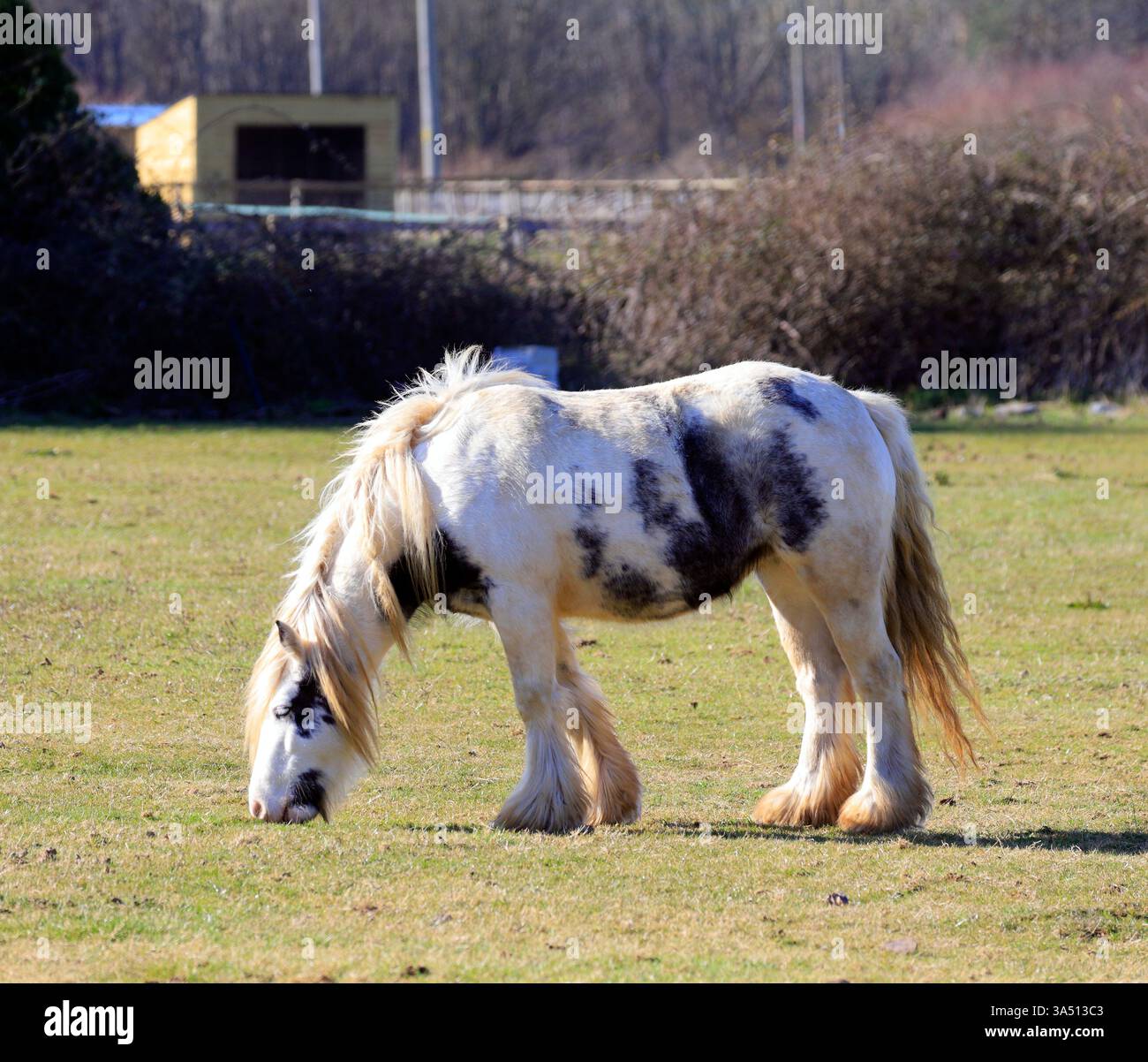 Piebald cob type pony grazing in a winter field. Taken March 2025 Stock Photo - Alamy