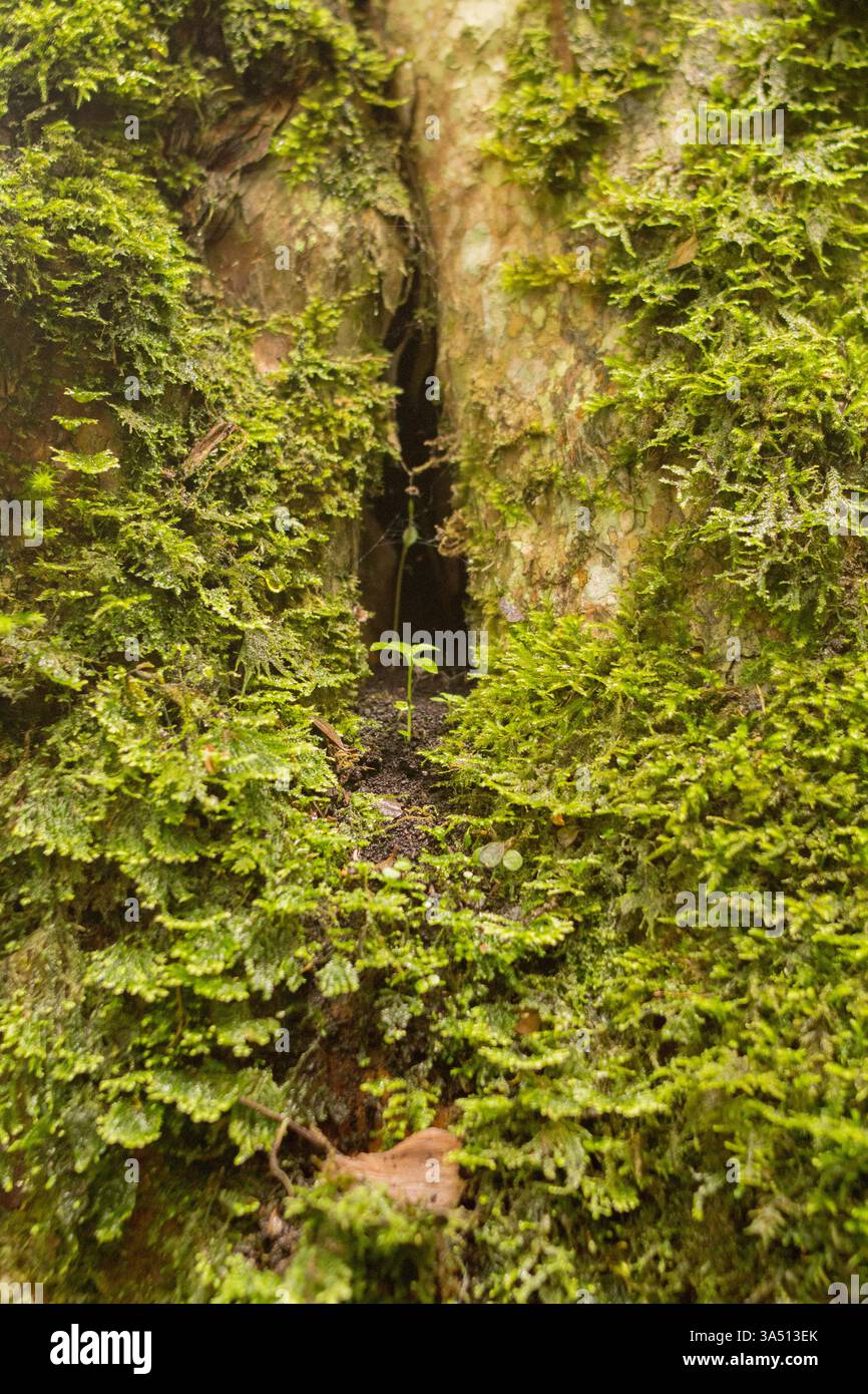 Natural images that form abstract scenarios that look like miniature ...