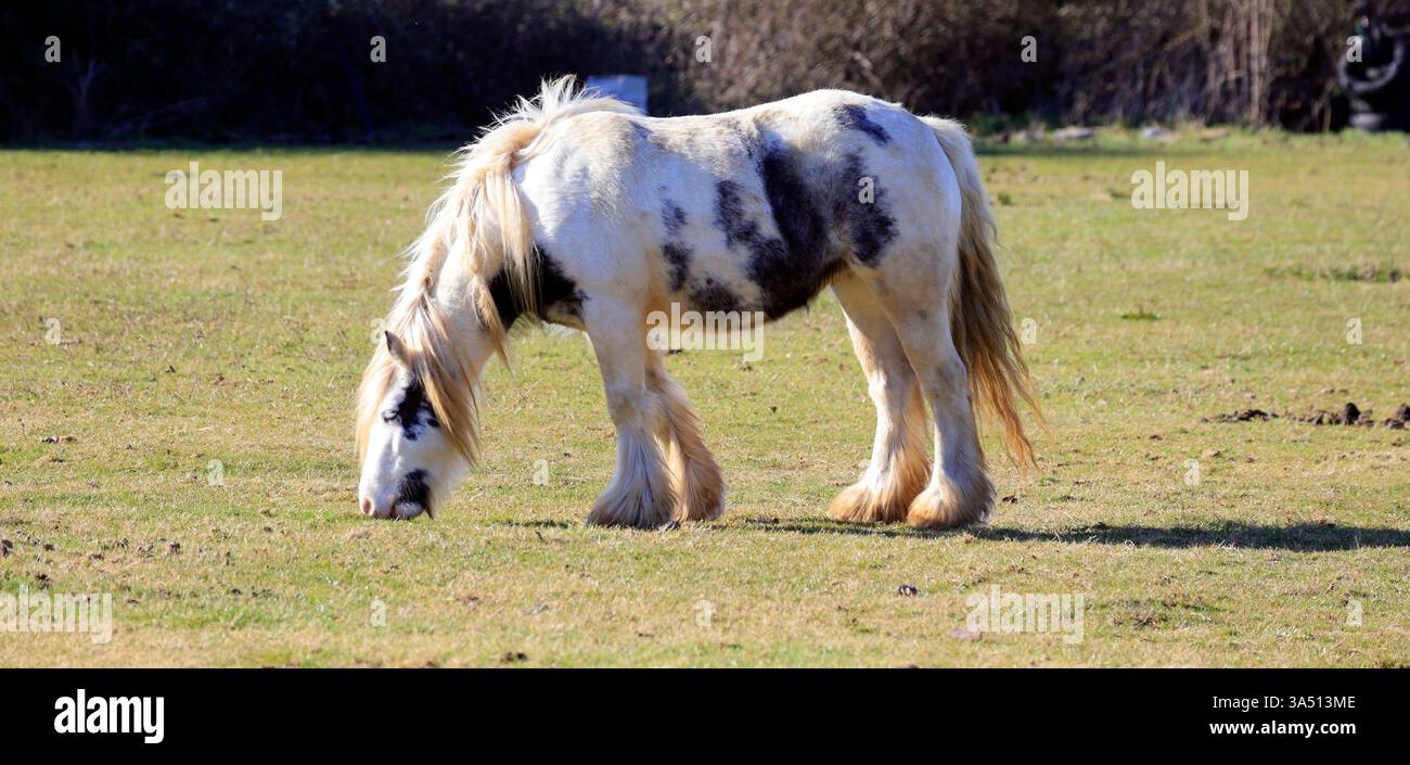 Piebald cob type pony grazing in a winter field. Taken March 2025 Stock Photo - Alamy