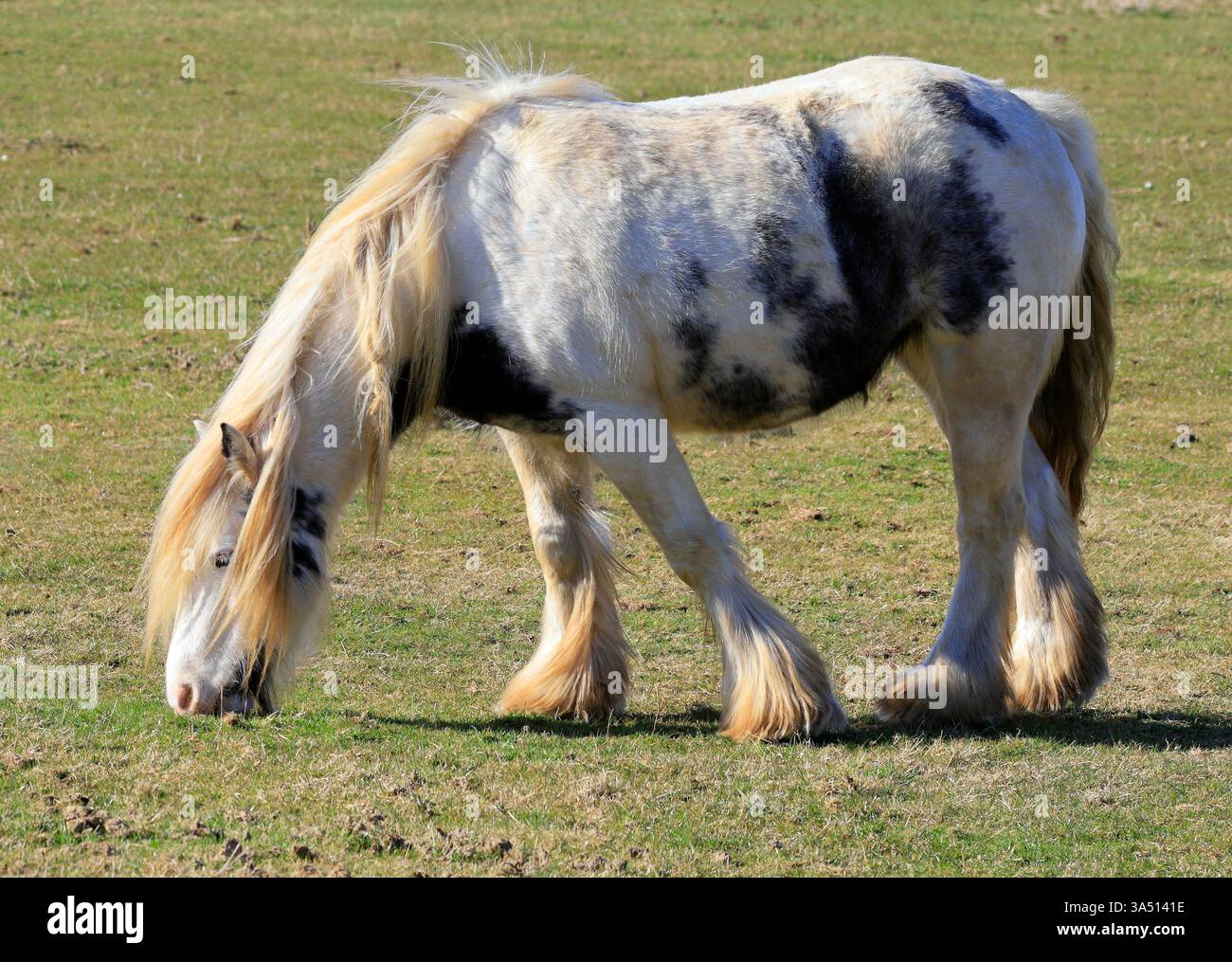 Piebald cob type pony grazing in a winter field. Taken March 2025 Stock Photo - Alamy