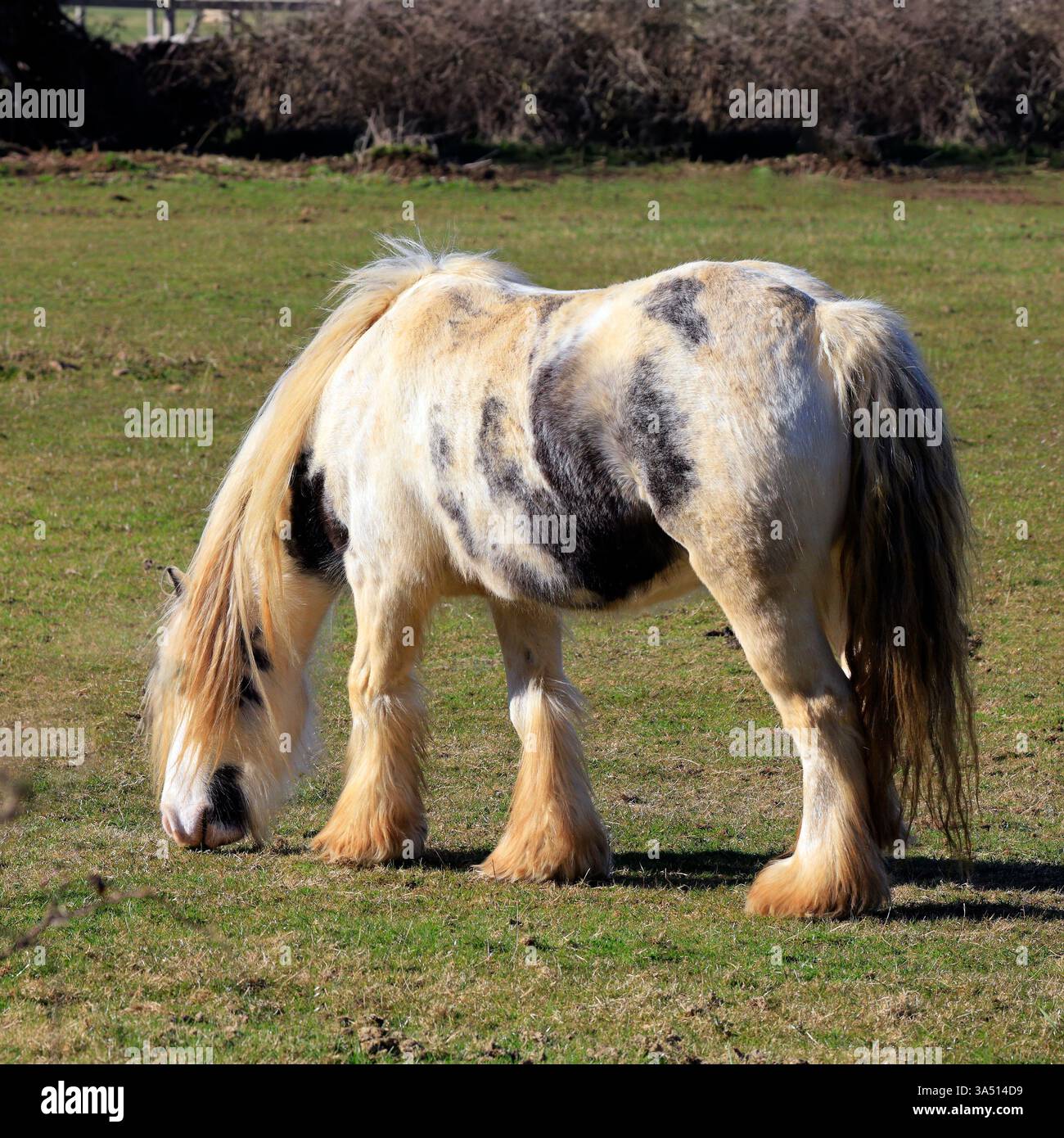 Piebald cob type pony grazing in a winter field. Taken March 2025 Stock Photo - Alamy
