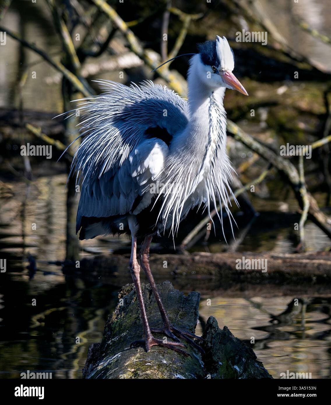 Heron Credit: Ian Jacobs Stock Photo - Alamy