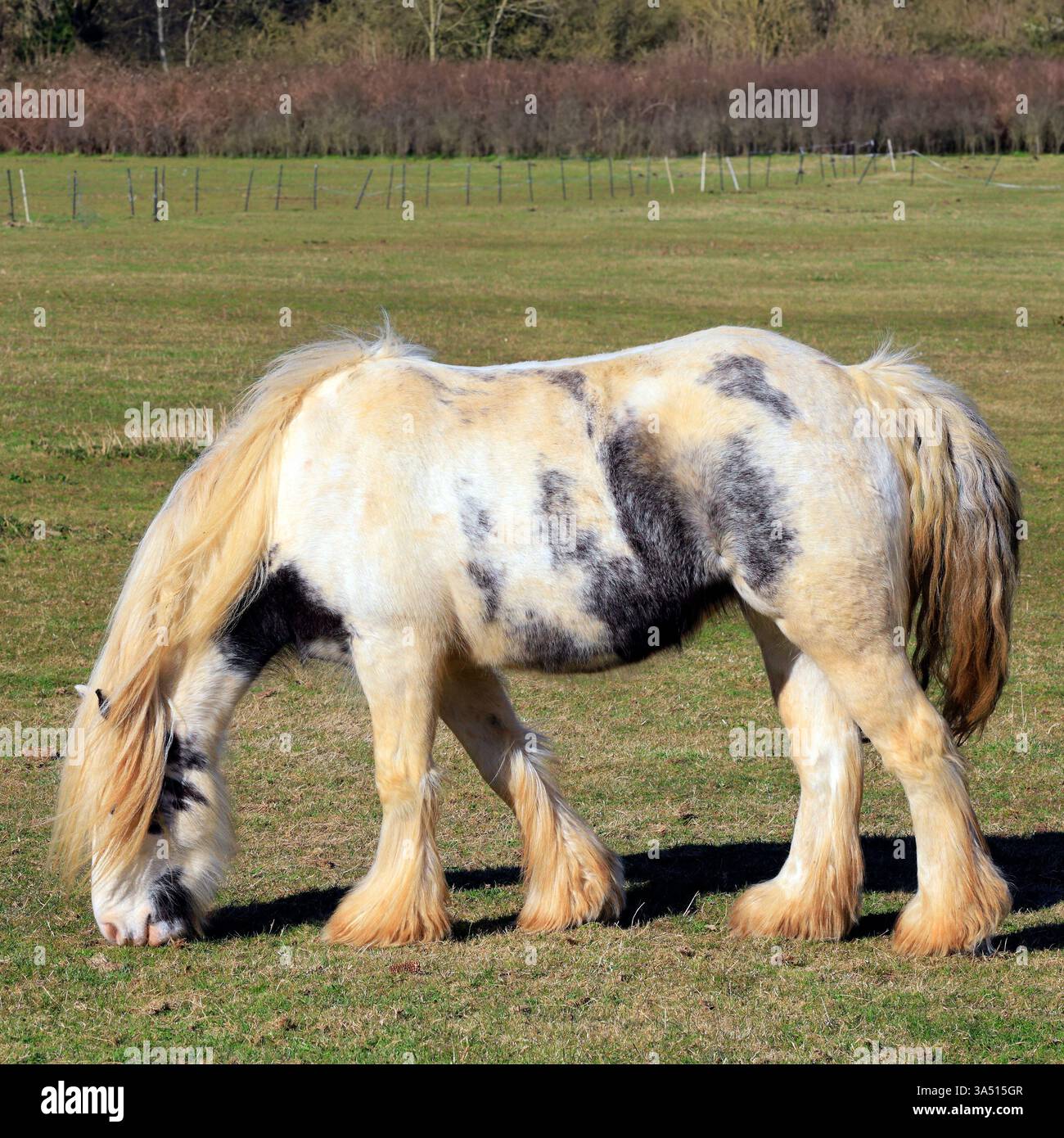 Piebald cob type pony grazing in a winter field. Taken March 2025 Stock Photo - Alamy
