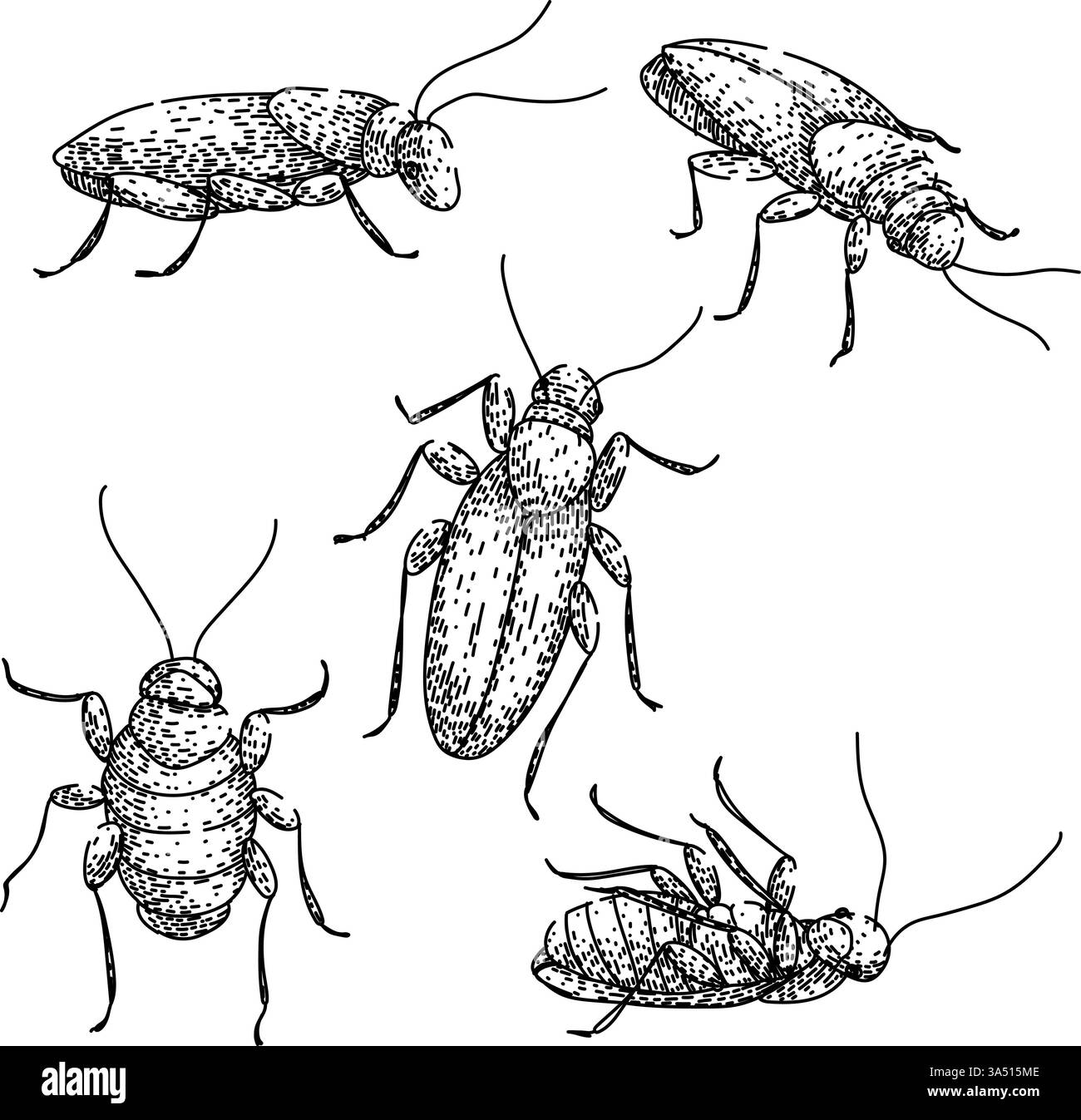 cockroach set sketch hand drawn vector Stock Vector Image & Art - Alamy