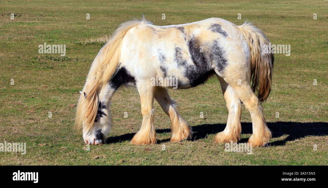 Piebald cob type pony grazing in a winter field. Taken March 2025 Stock Photo - Alamy