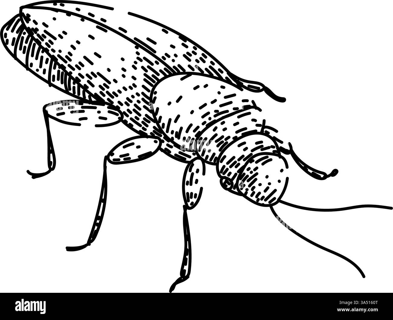 insect cockroach sketch hand drawn vector Stock Vector Image & Art - Alamy