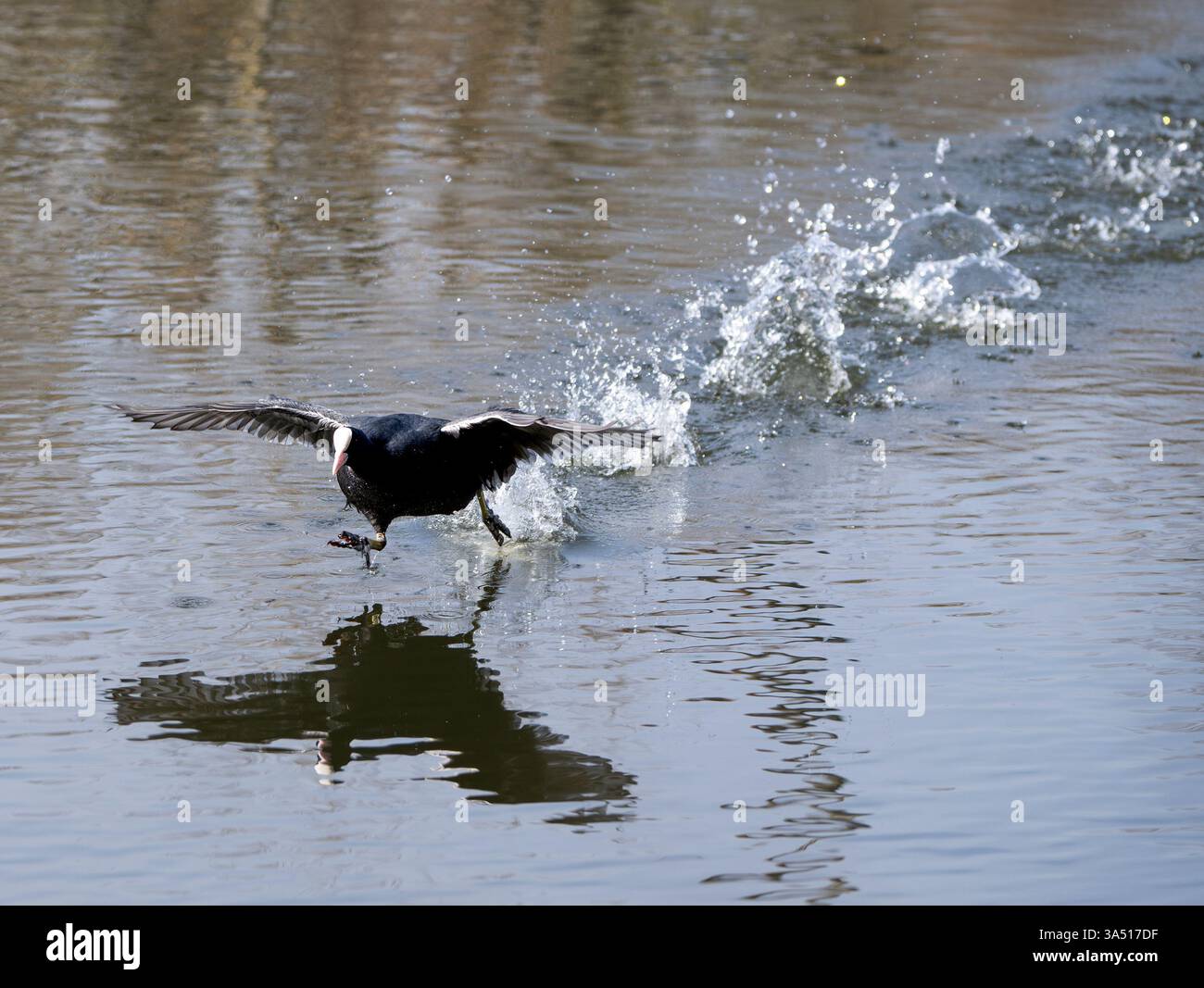 Eurasian Coot Credit: Ian Jacobs Stock Photo - Alamy