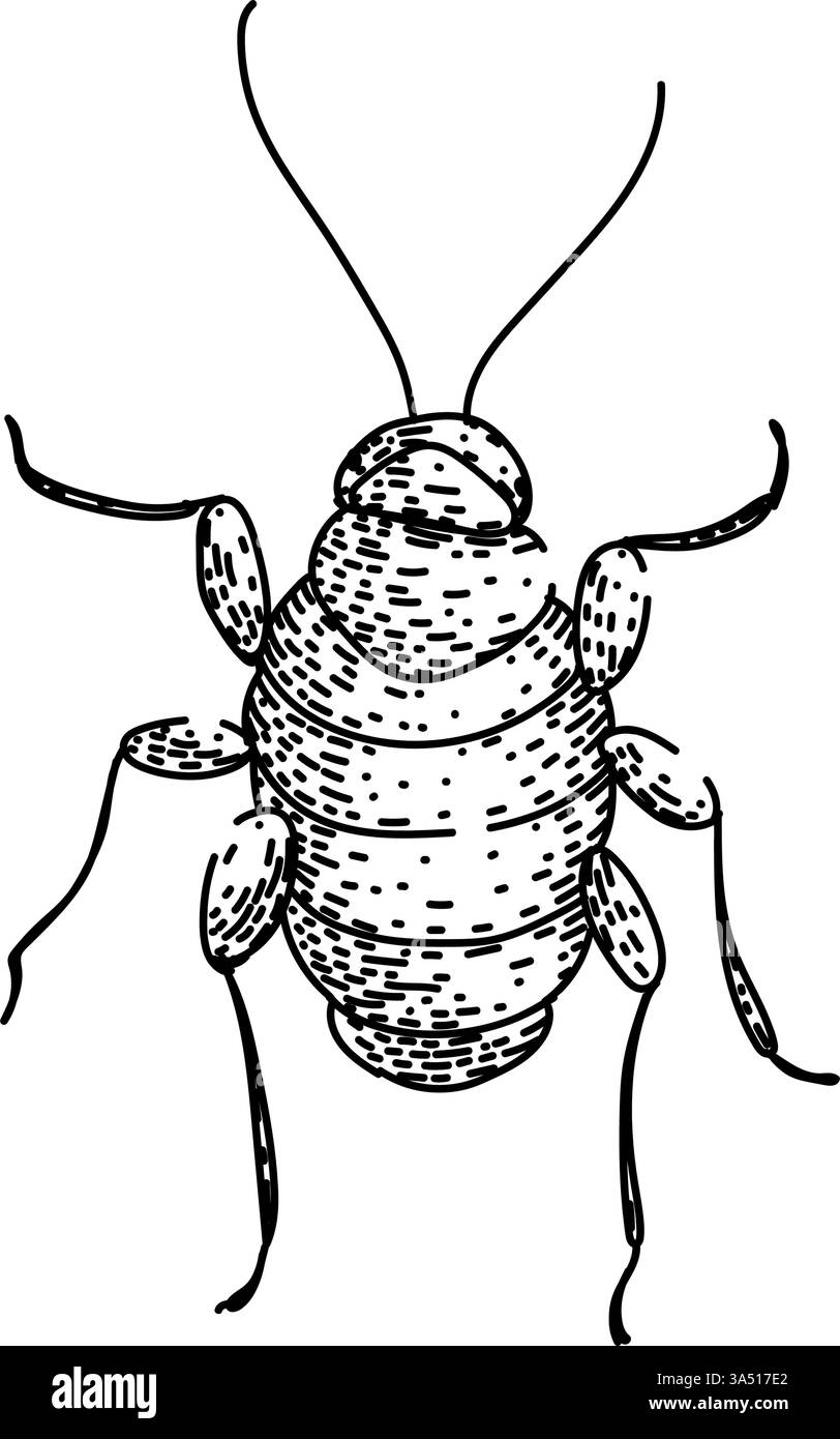 pest cockroach sketch hand drawn vector Stock Vector Image & Art - Alamy