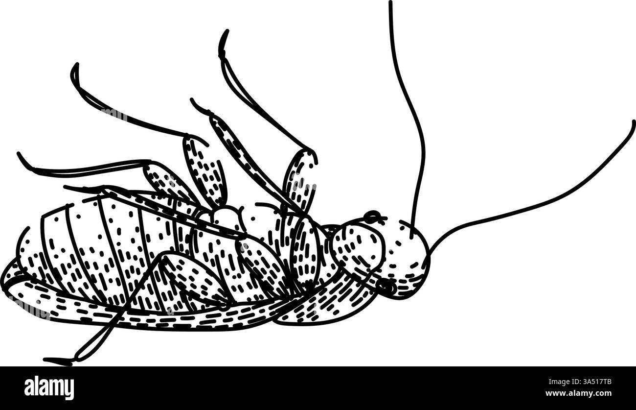 control cockroach sketch hand drawn vector Stock Vector Image & Art - Alamy