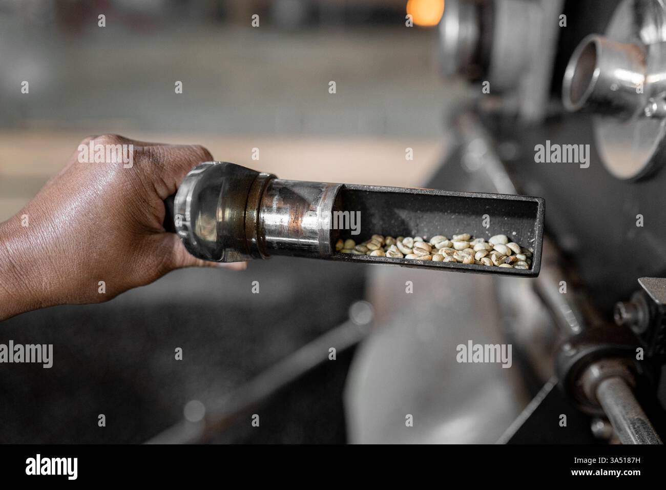 Native American man checking roast of beans from the coffee roaster ...