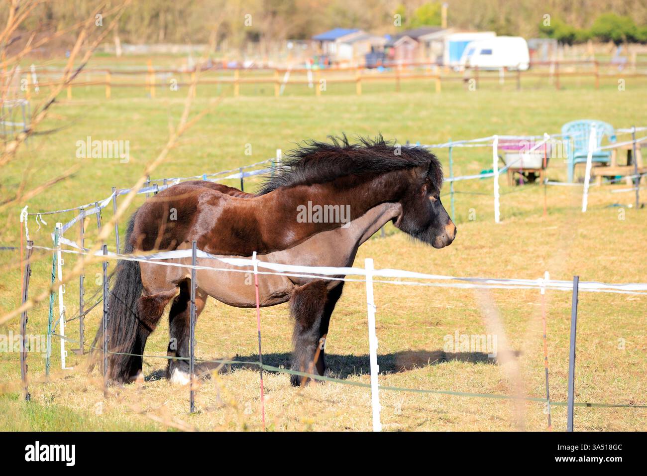Exmoor type sturdy riding pony in a paddock - freshly clipped showing ...