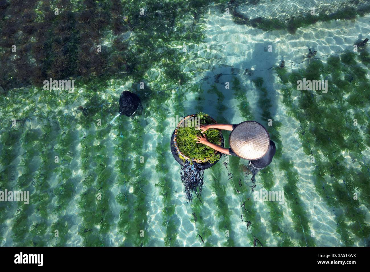 Image of woman collecting seaweed at the seaweed farm in Lembongan ...