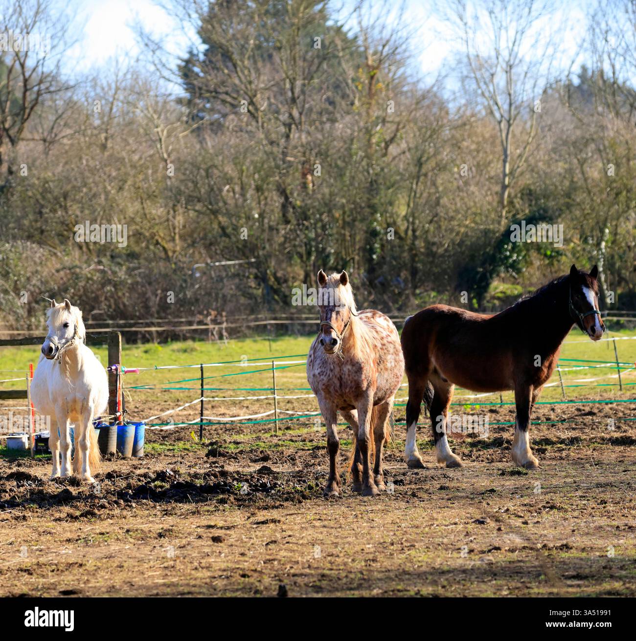 Three ponies in a winter paddock Stock Photo - Alamy