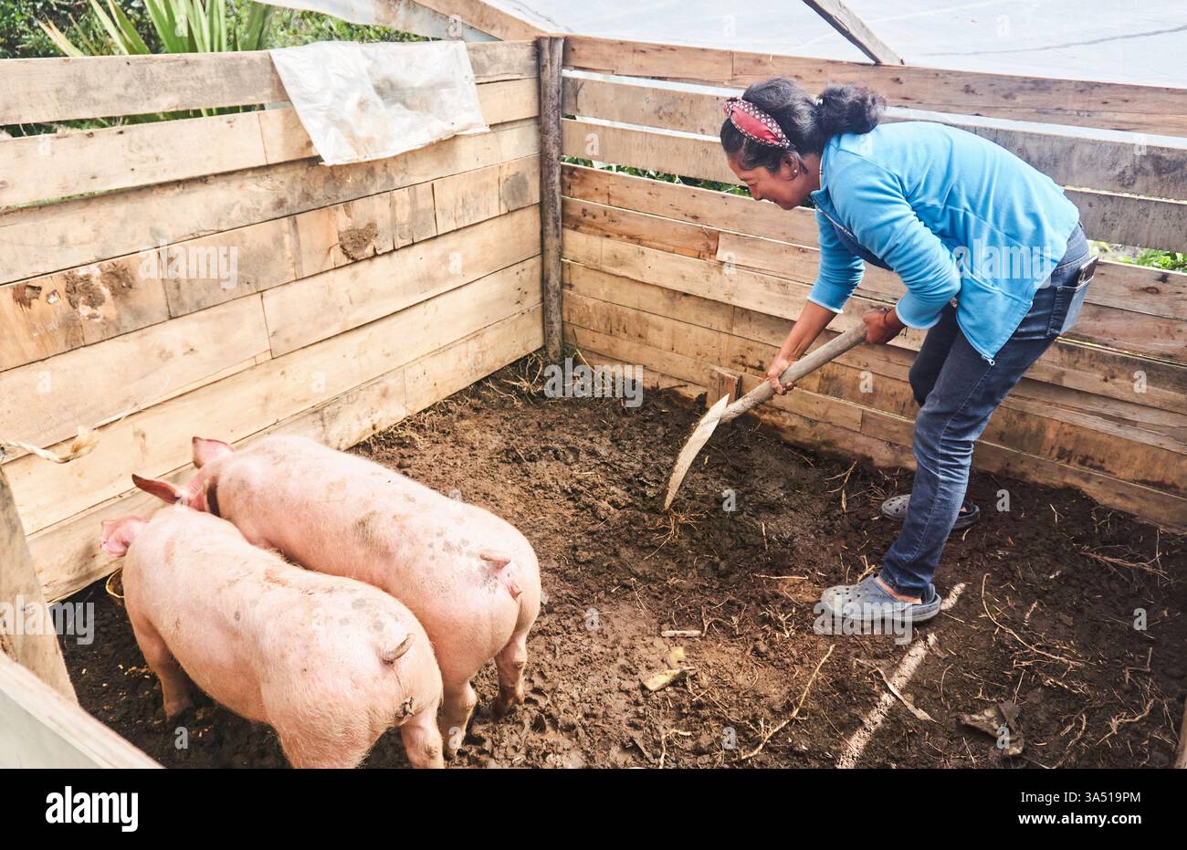 Hispanic woman digging soil using shovel near pigs in pig pen during ...
