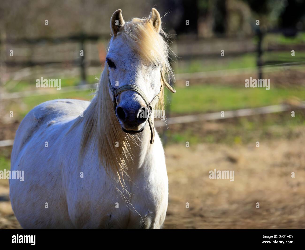 Small grey Welsh Mountain Pony riding type pony in a paddock looking ...