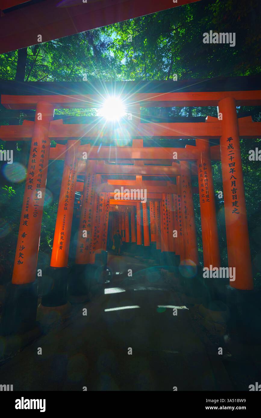Kyoto, Japan - Sep 23 2024, panoramic view of corridor of red Torii ...