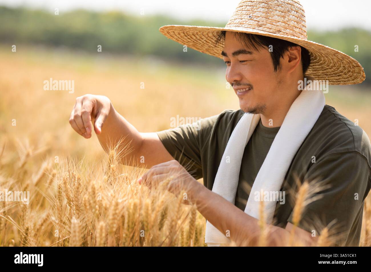 Chinese farmer checks ripe wheat in a sunlit field during daytime. A ...