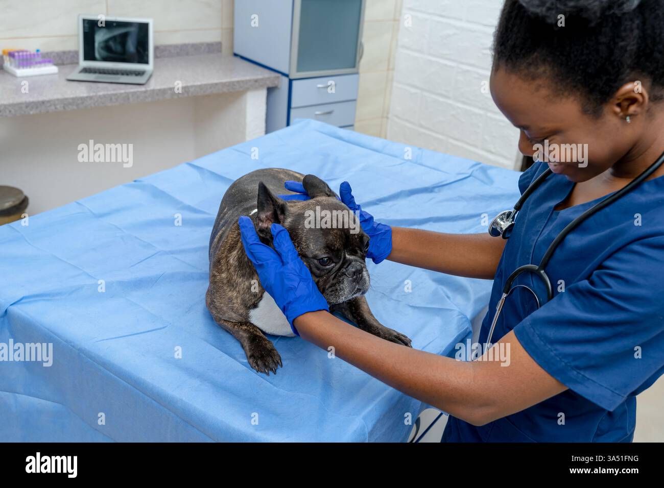Veterinarian at work. Dark-skinned veterinarian examining a lying on ...