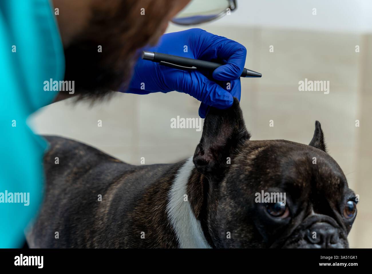 At veterinary clinic. Close up of a dog being examined by the ...