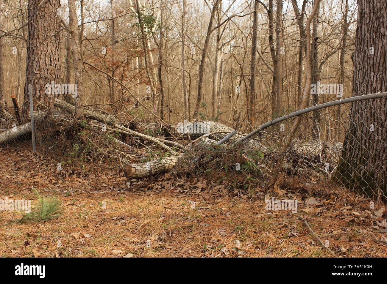 Downed tree from forest hi-res stock photography and images - Alamy
