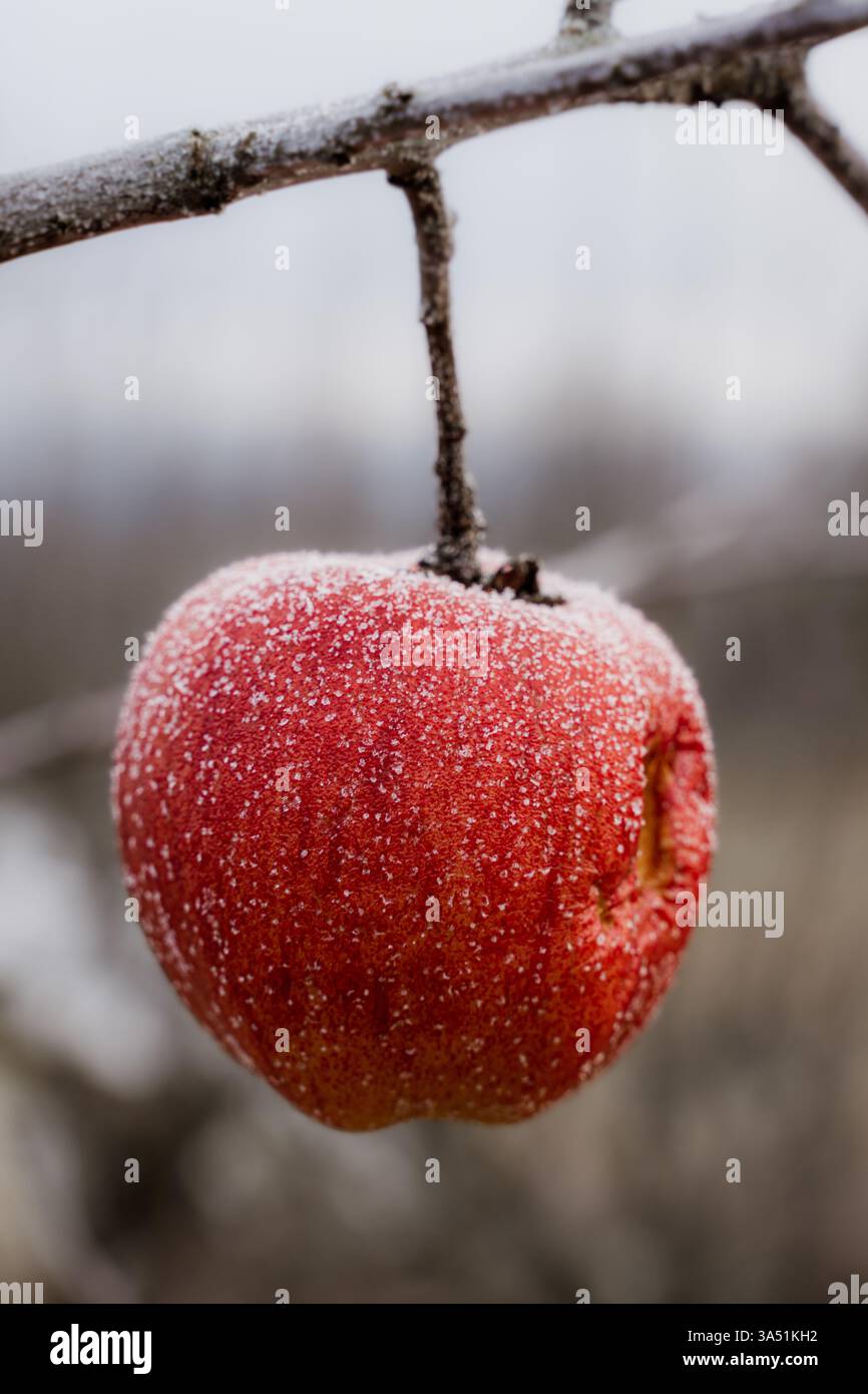 a frozen red apple on an apple tree Stock Photo - Alamy