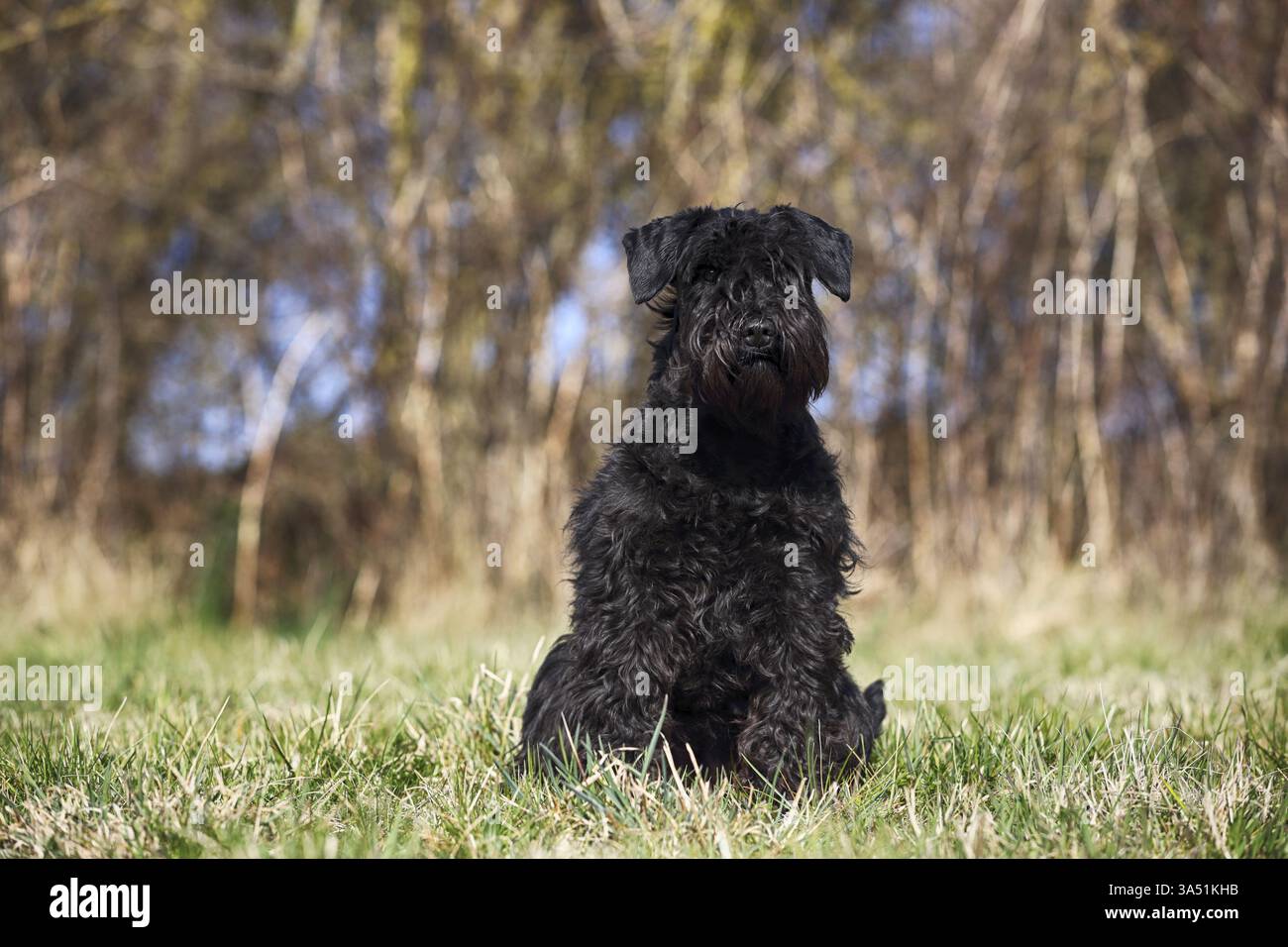 female Miniature Schnauzer Stock Photo - Alamy