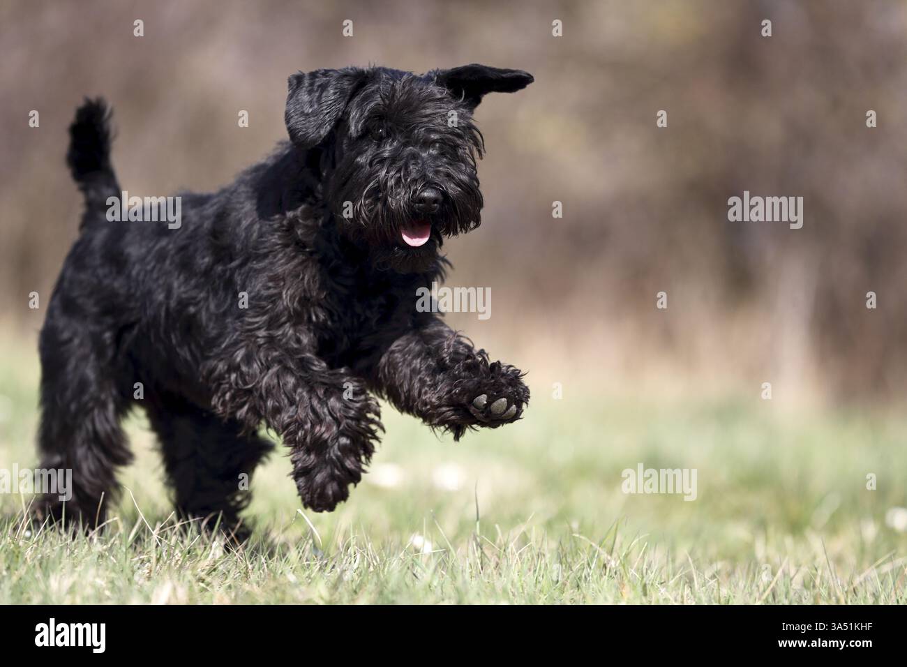 female Miniature Schnauzer Stock Photo - Alamy