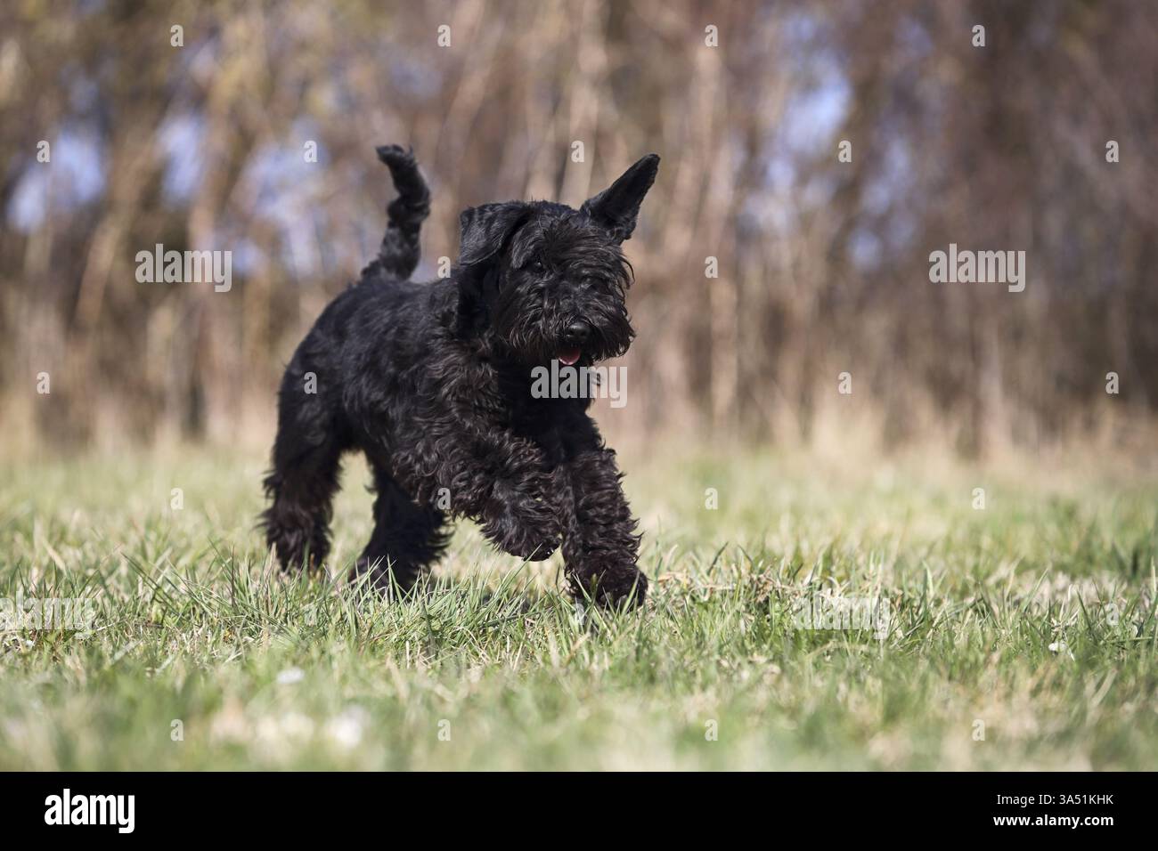 female Miniature Schnauzer Stock Photo - Alamy