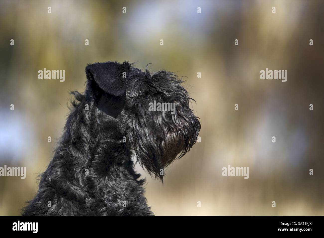 female Miniature Schnauzer Stock Photo - Alamy