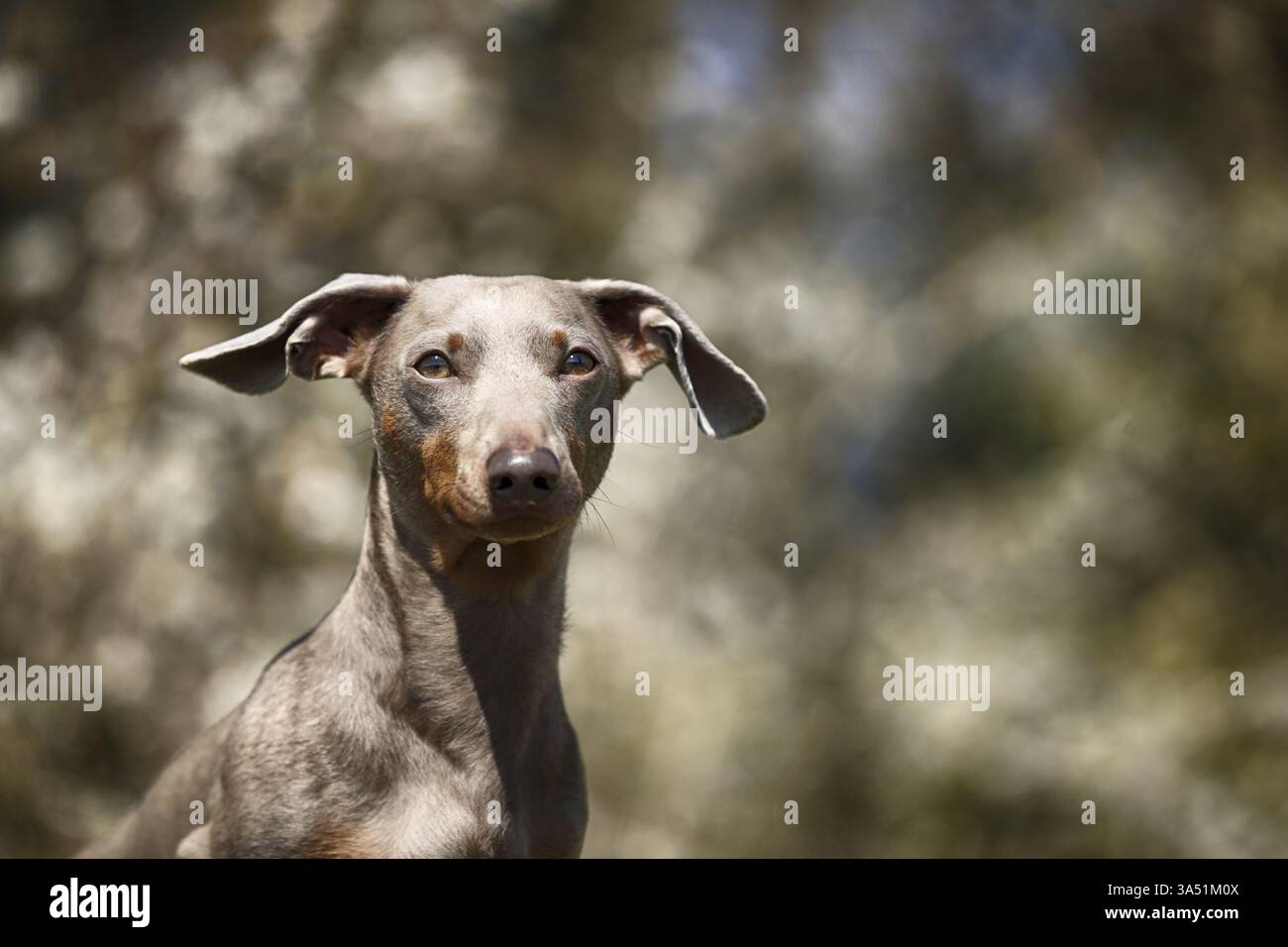male american miniature dachshund Stock Photo - Alamy
