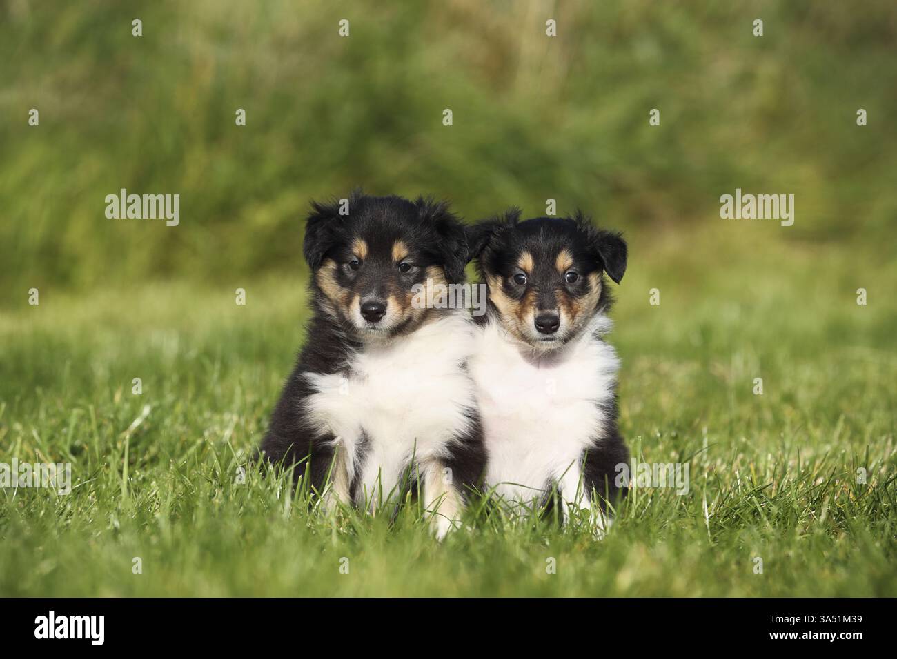 American Collie Puppies Stock Photo - Alamy