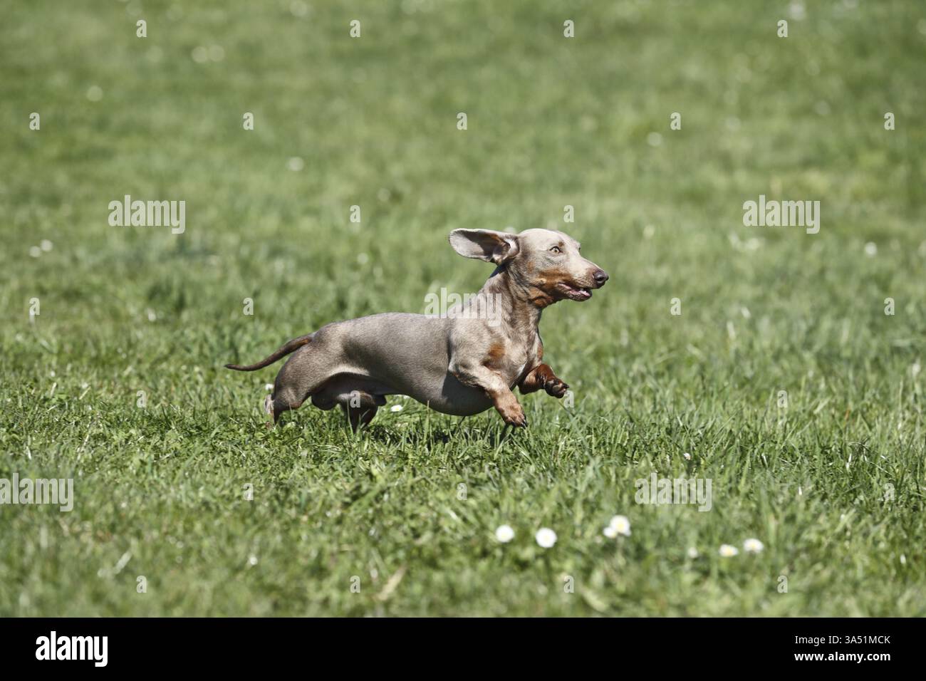 male american miniature dachshund Stock Photo - Alamy