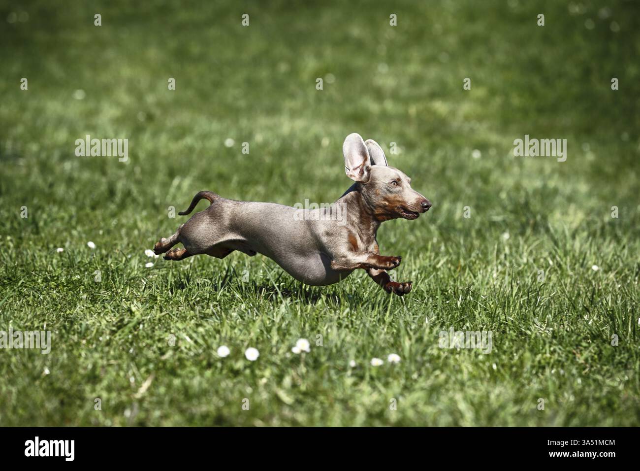 male american miniature dachshund Stock Photo - Alamy