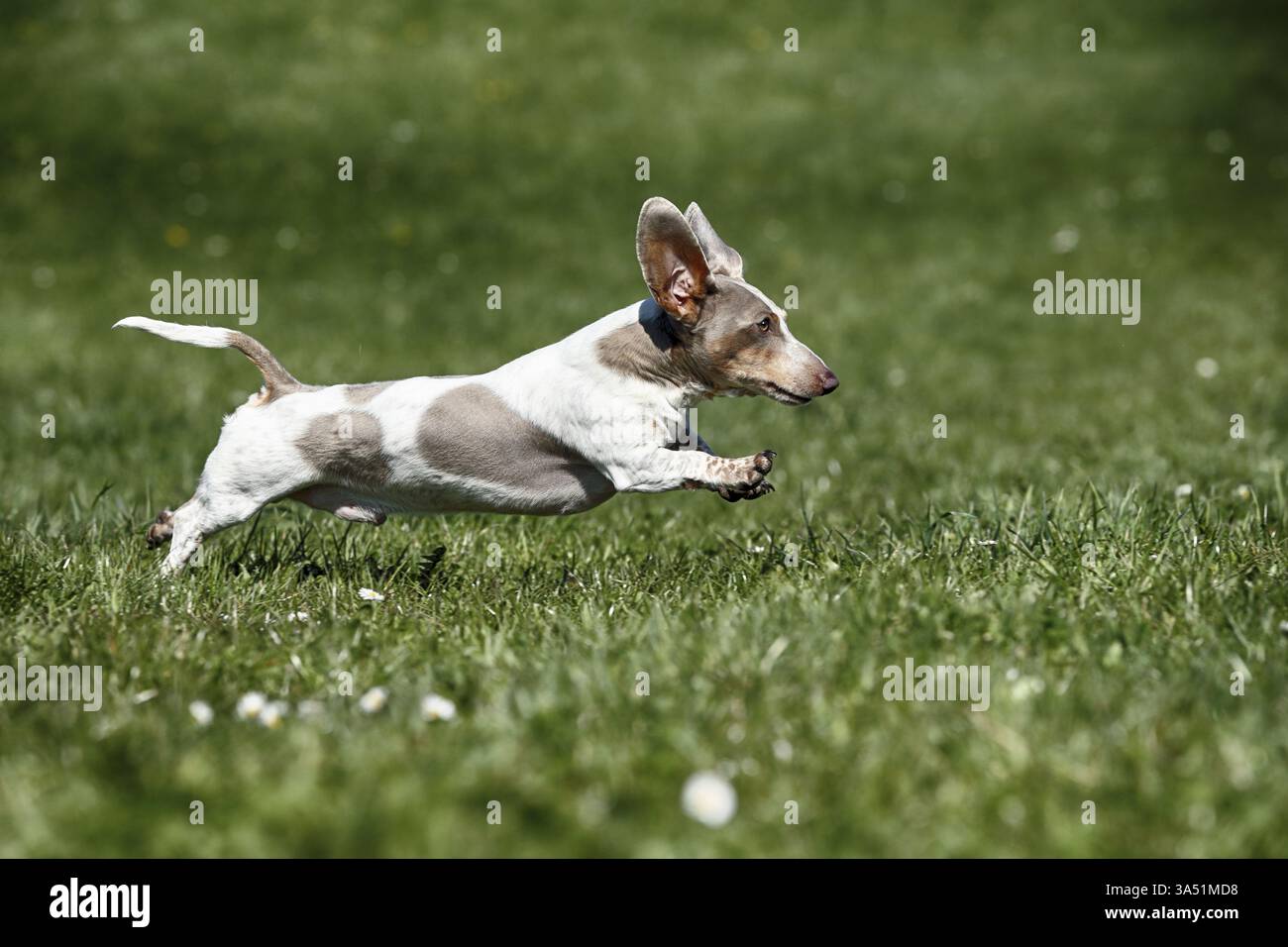 male american miniature dachshund Stock Photo - Alamy