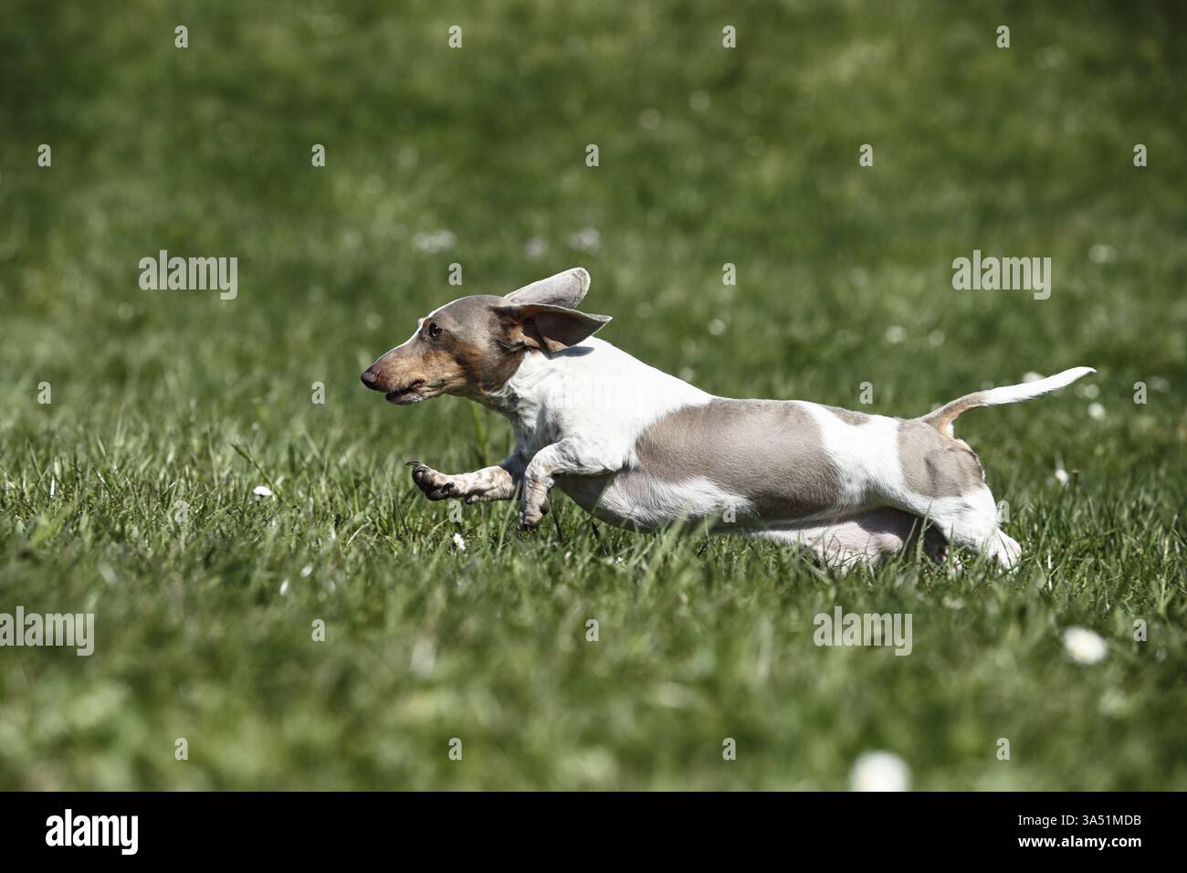 male american miniature dachshund Stock Photo - Alamy