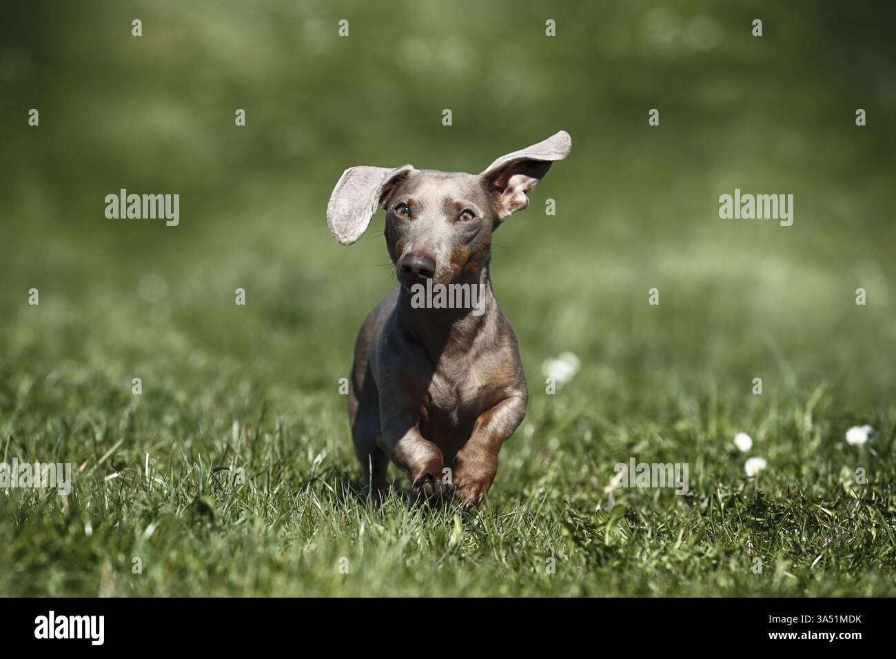 male american miniature dachshund Stock Photo - Alamy