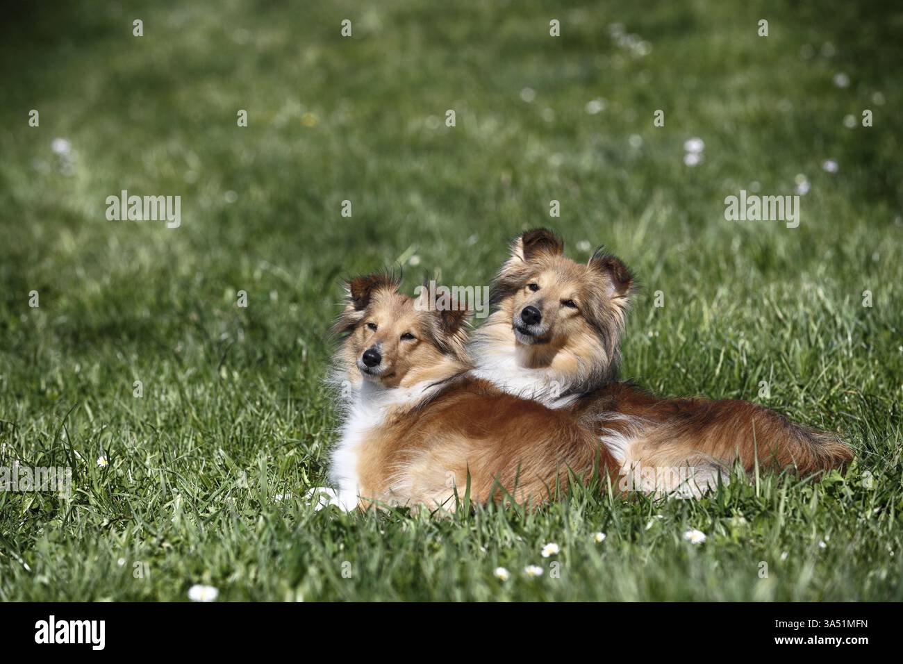 Sheltie back view hi-res stock photography and images - Alamy