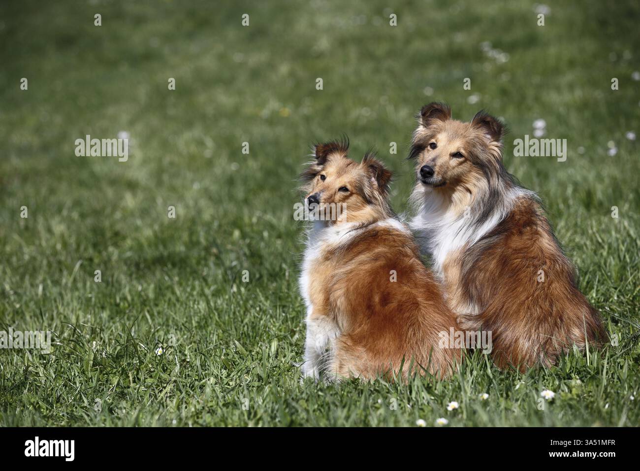 Sheltie back view hi-res stock photography and images - Alamy