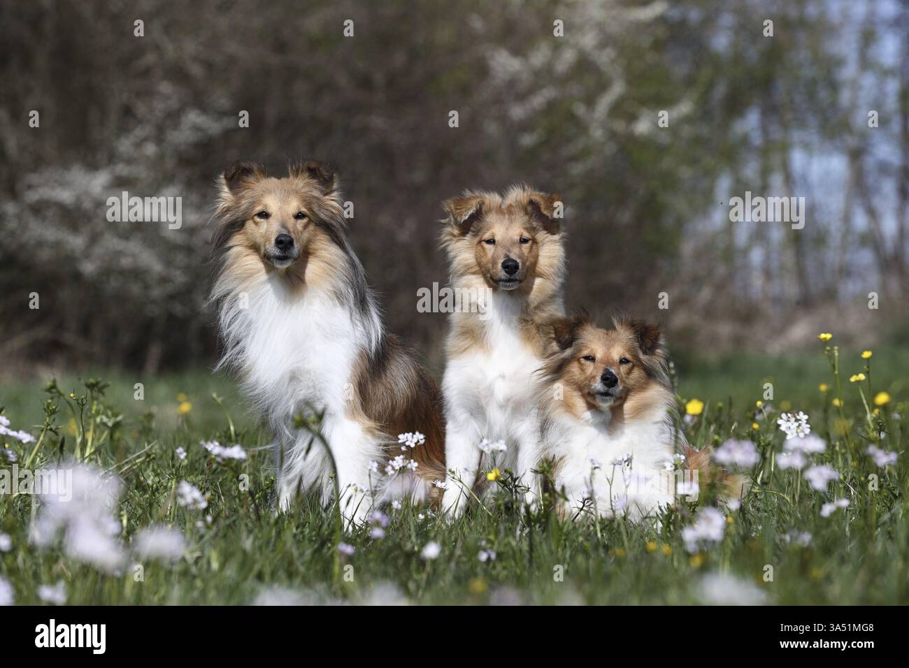 3 shelties hi-res stock photography and images - Alamy