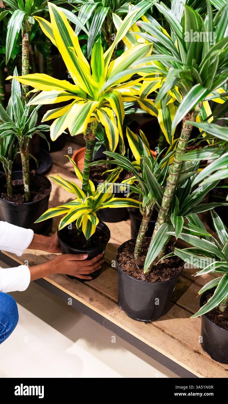 Black female florist putting potted plant on table crouching on floor ...