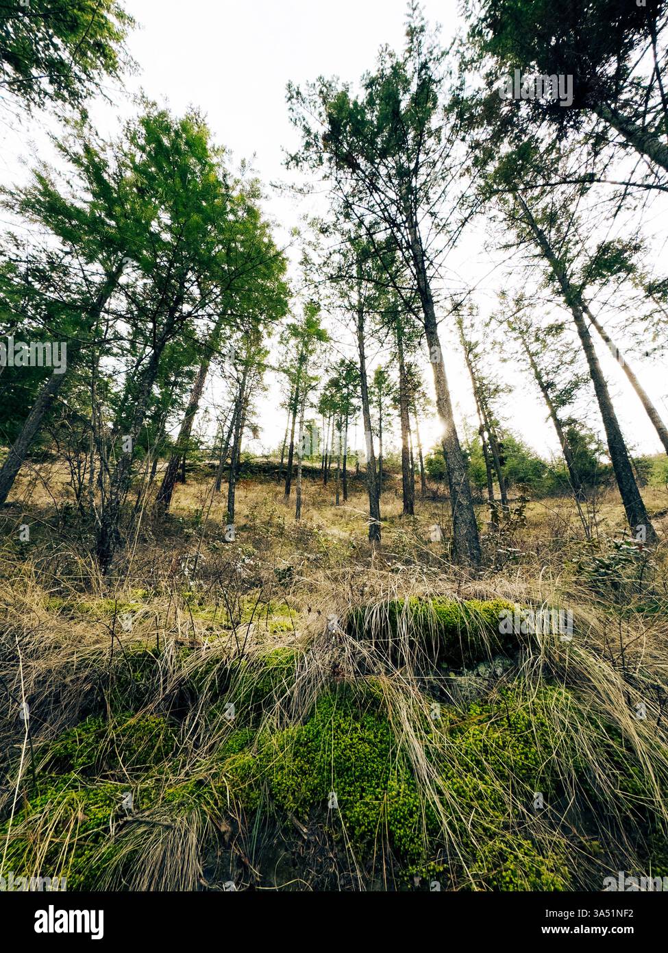 Low angle view of green forest with moss on the forest floor Stock ...