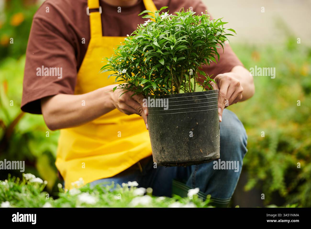 Asian male gardener wearing apron holding nursery pot with sapling ...