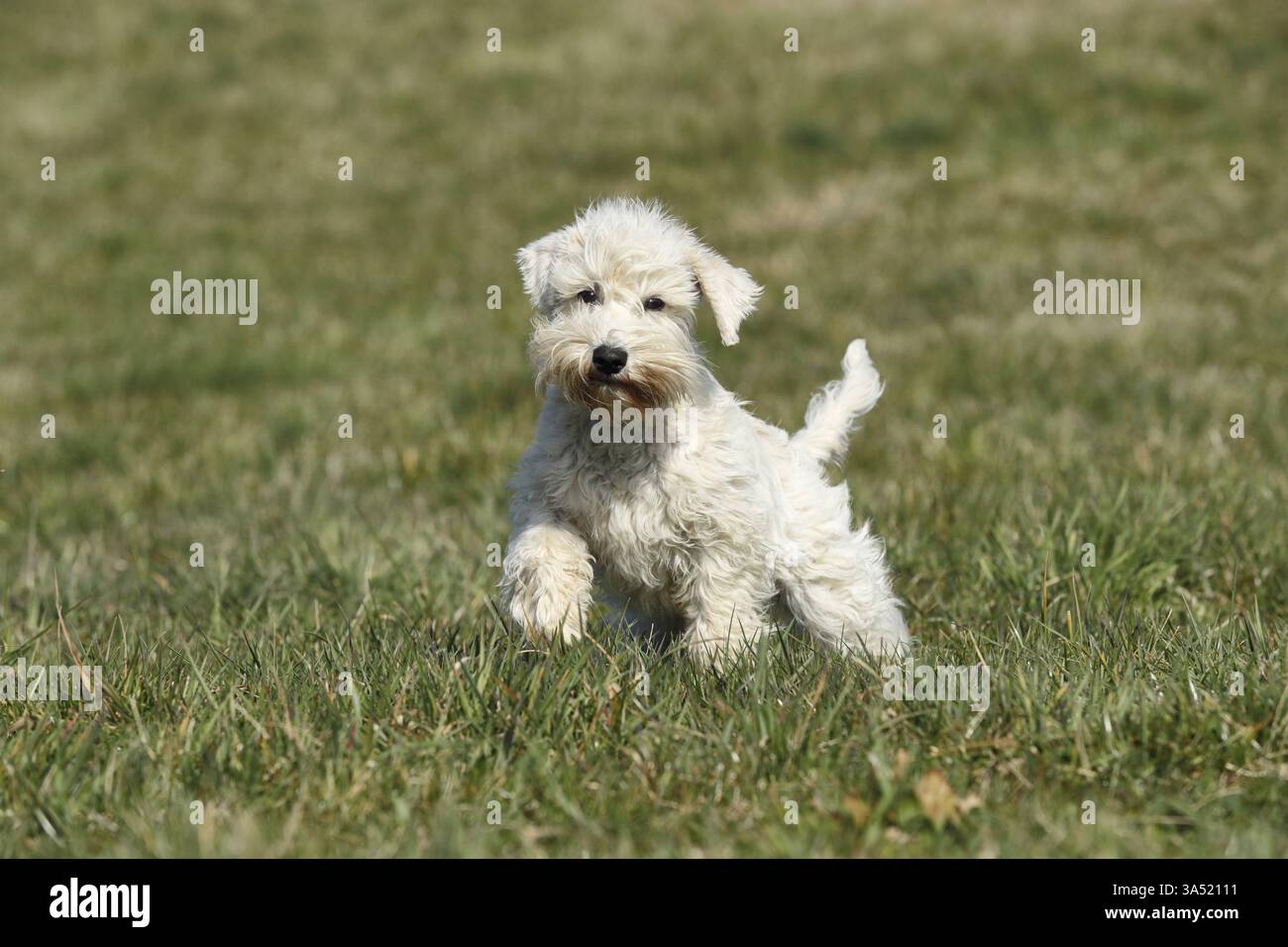 female Miniature Schnauzer Stock Photo - Alamy