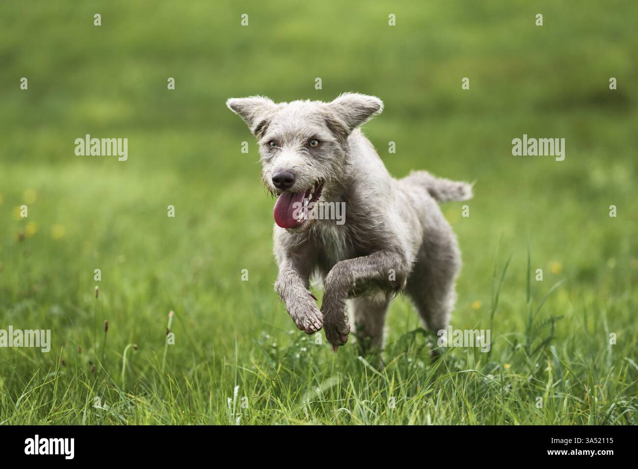 Wire-haired Pointing Griffon Stock Photo - Alamy