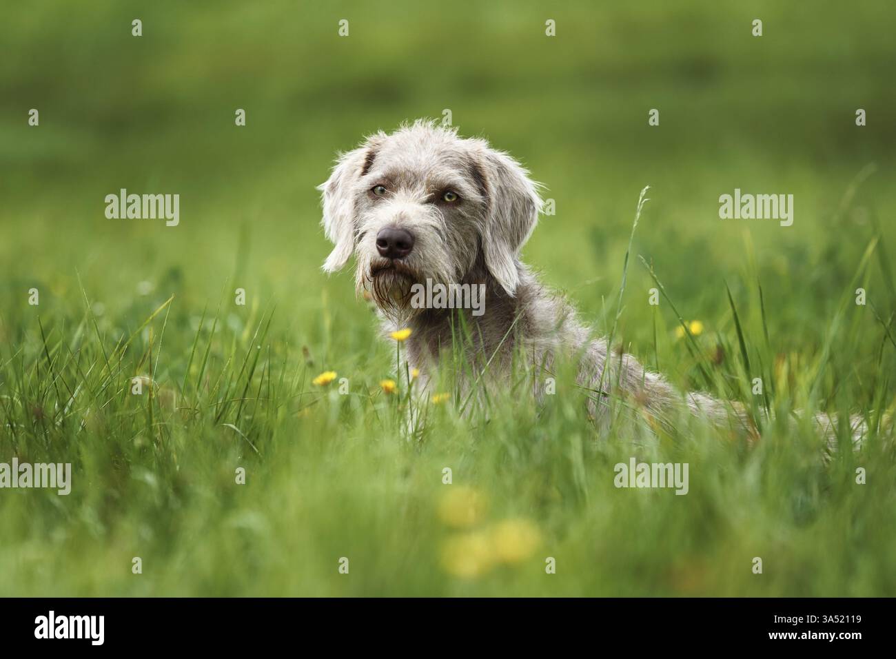 Wire-haired Pointing Griffon Stock Photo - Alamy