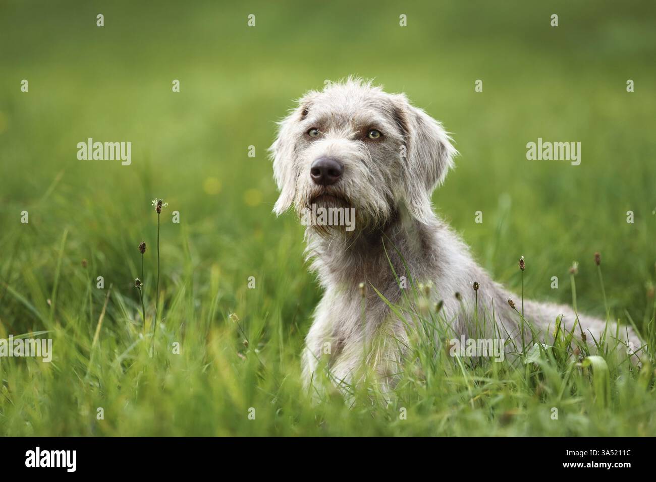 Wire-haired Pointing Griffon Stock Photo - Alamy